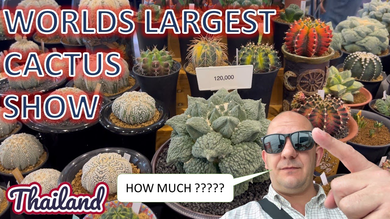 Worlds Biggest Cactus Show in Thailand - YouTube
