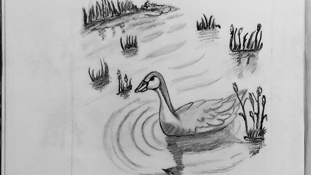 How to drawing a dauck.for step by step easy pencil drawing - YouTube