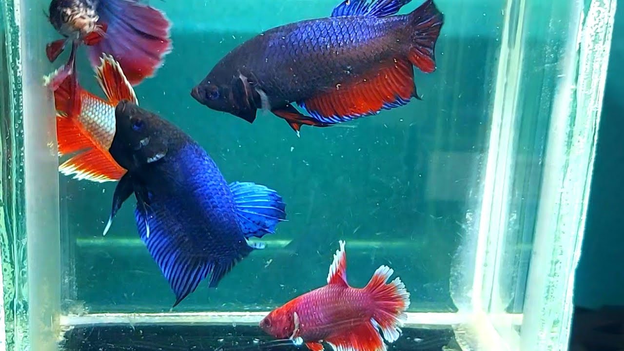 adu ikan cupang serit big ear,ikan laga,beli ikan cupang serit online ...