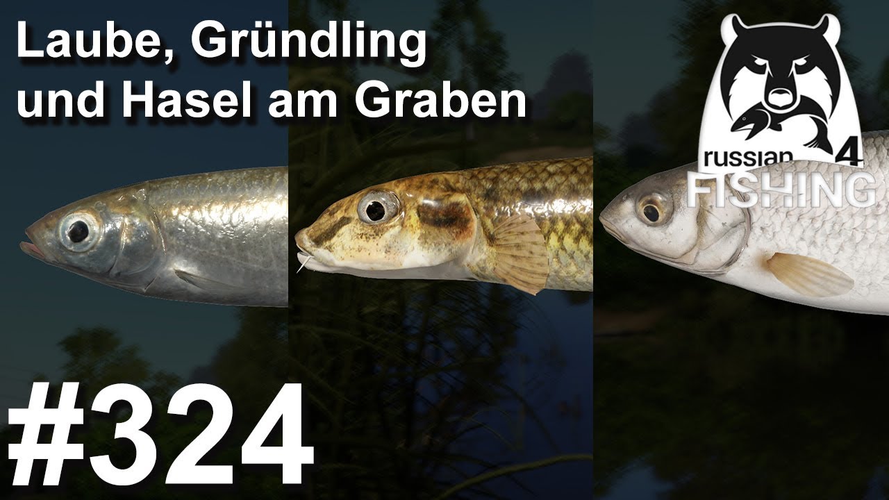 Laube, Gründling und Hasel Spot am Langen Graben | Russian Fishing 4 ...