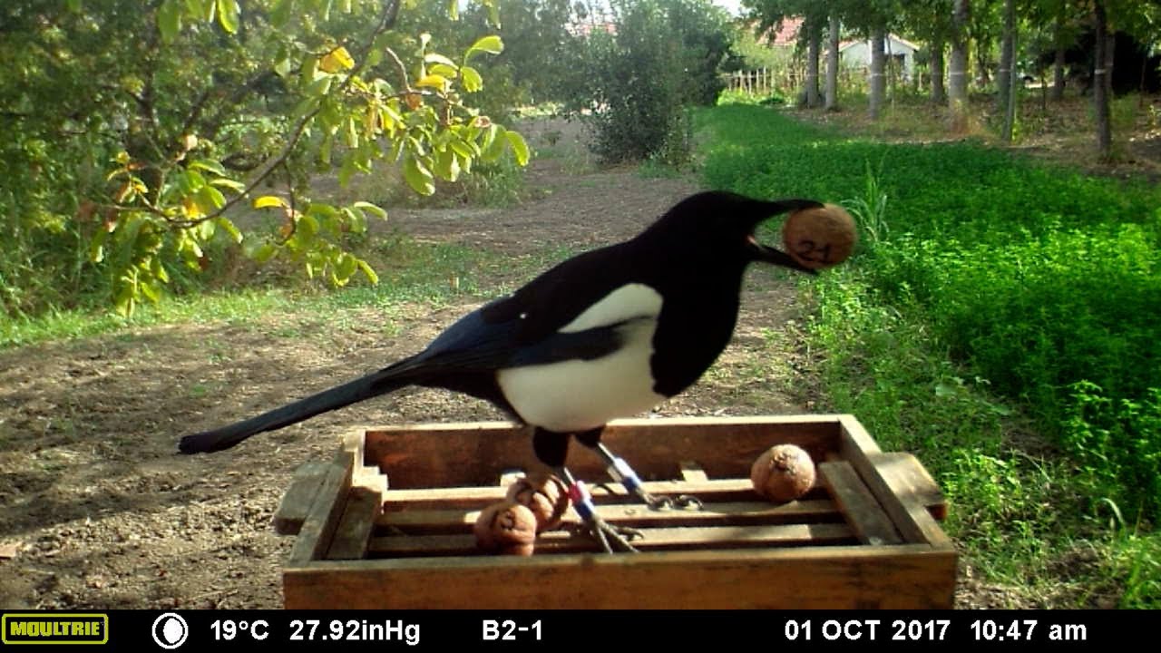 La desconocida labor de las urracas: dispersan semillas y ayudan así a ...