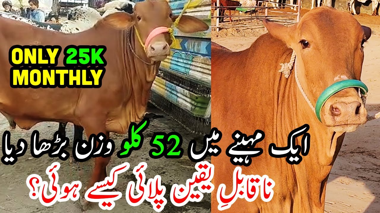 UNBELIEVABLE Growth in One Month | 52 KG Weight Gain at Faizan Cattle ...