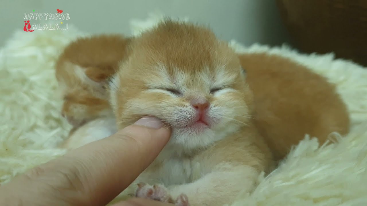 Những con hình ảnh mèo con mới sinh dễ thương và đáng yêu nhất mọi thời đại