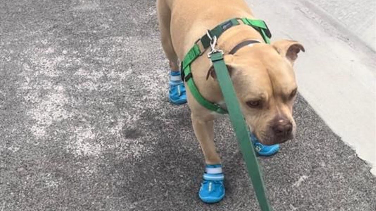 Early morning dog walkers urgently needed for Las Vegas rescue dogs ...