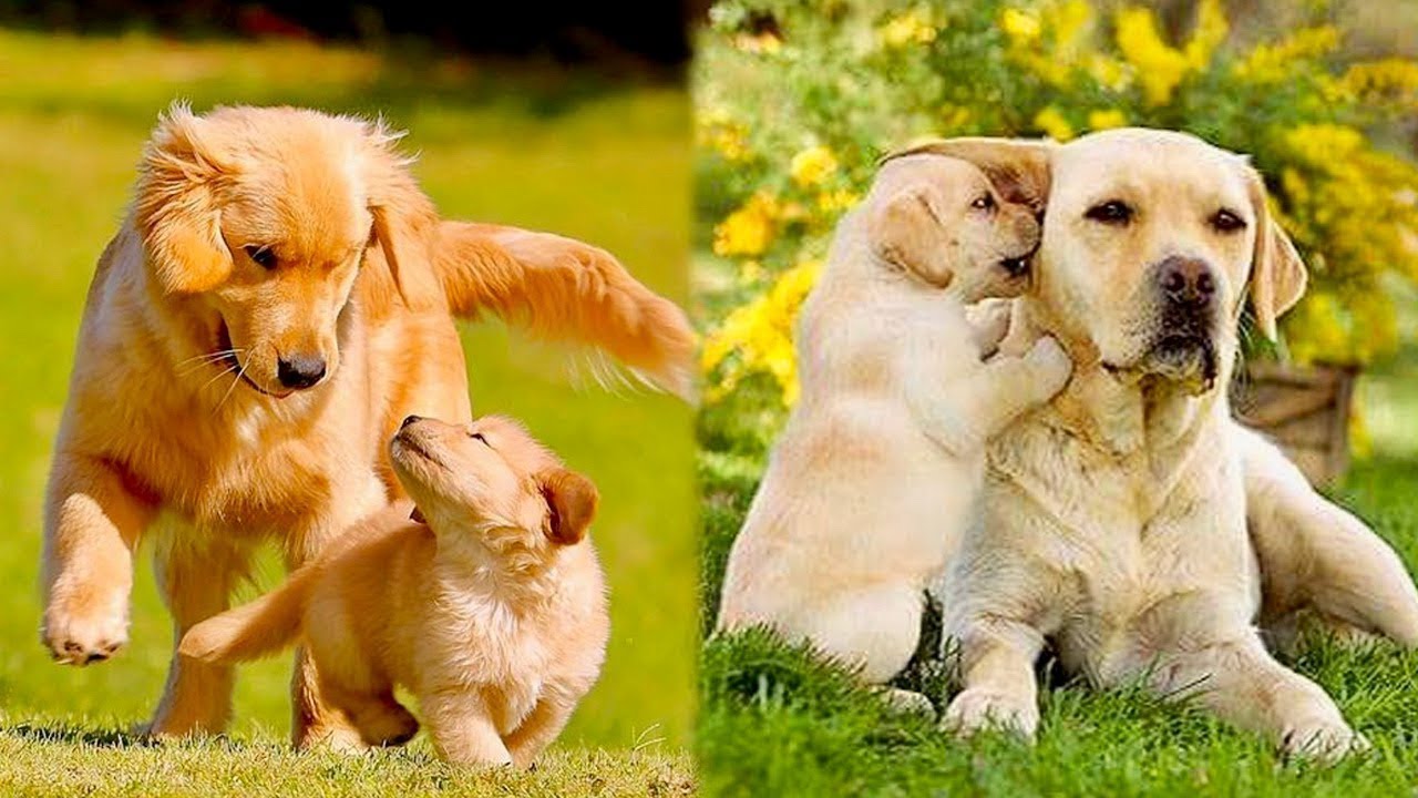 Animals Mothers - beautiful, happy and meaningful moment of animal ...