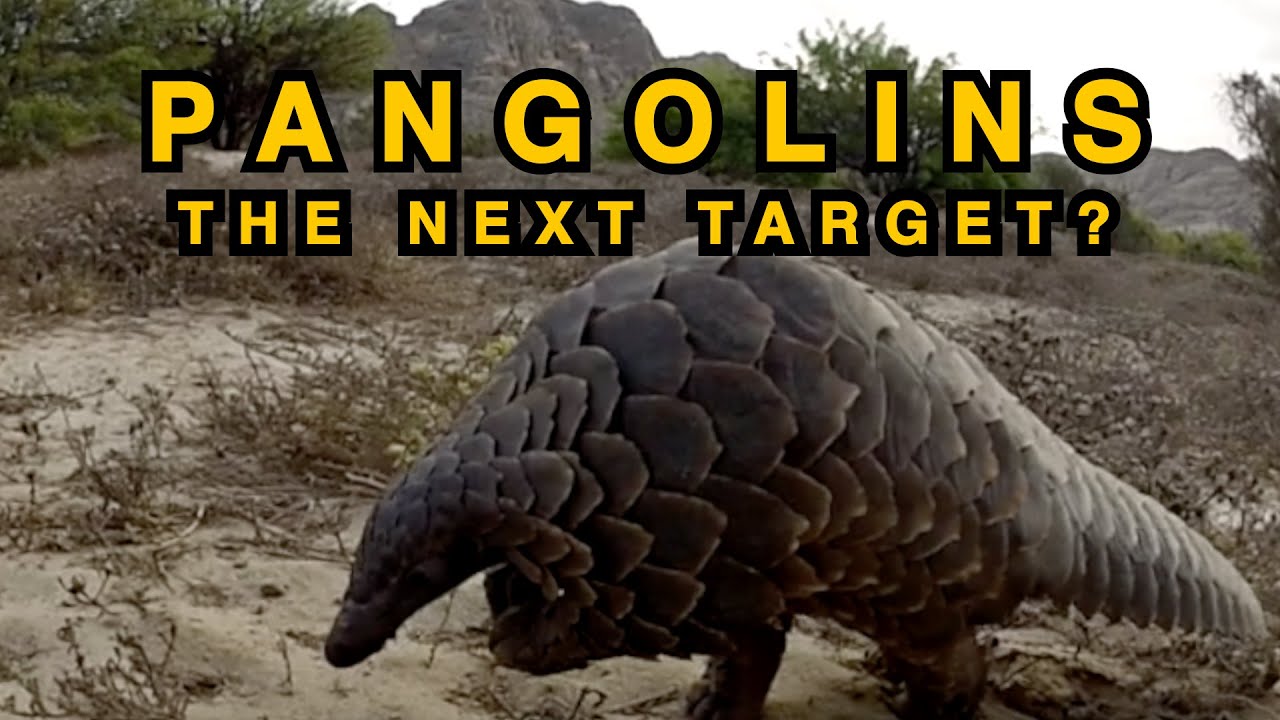 Poaching Rhinos, Elephants and now Pangolins - YouTube