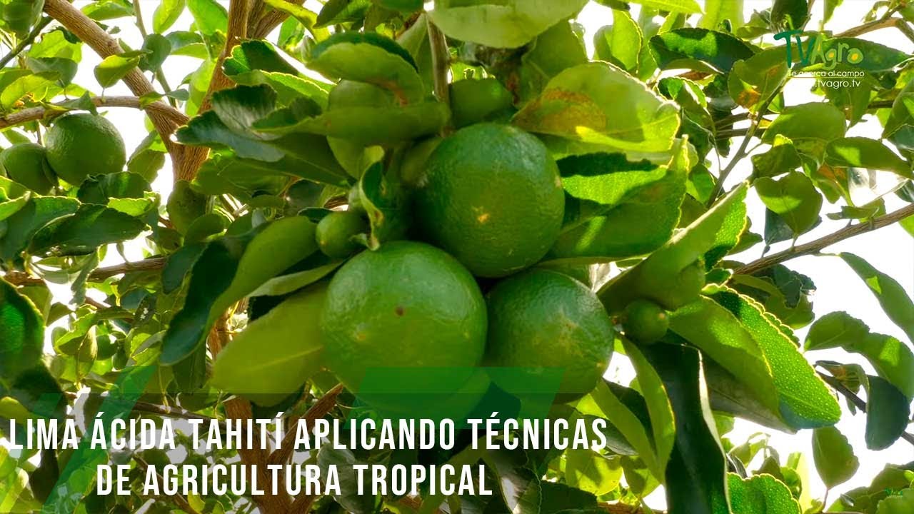 Lima ácida tahití aplicando técnicas de agricultura tropical- TvAgro ...