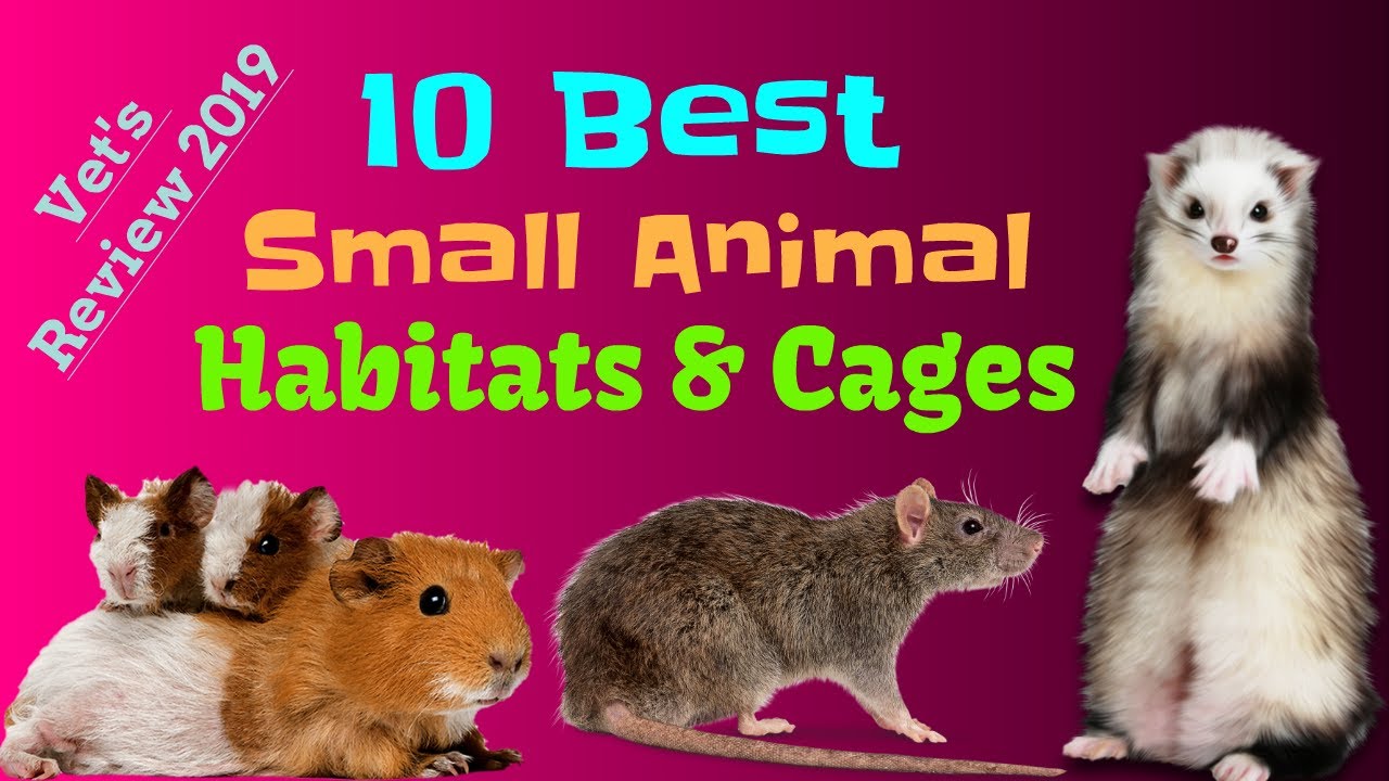 10 Best Small Animal Habitats And Cages - how to choose a small pet’s ...