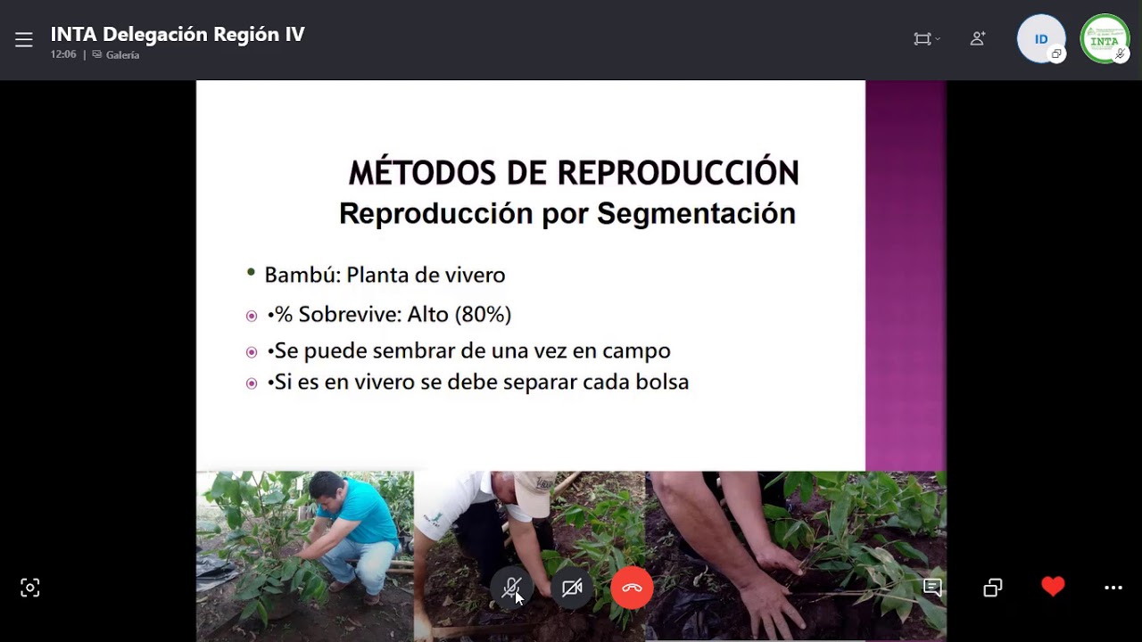 Técnicas para la extracción y multiplicación de esquejes de bambú ...