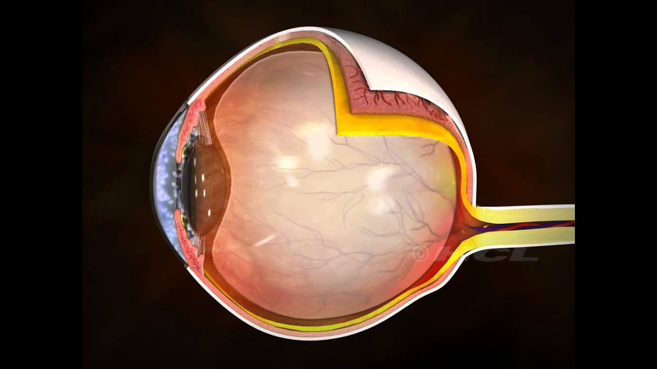 HCL Learning DigiSchool - The Human Eye - YouTube