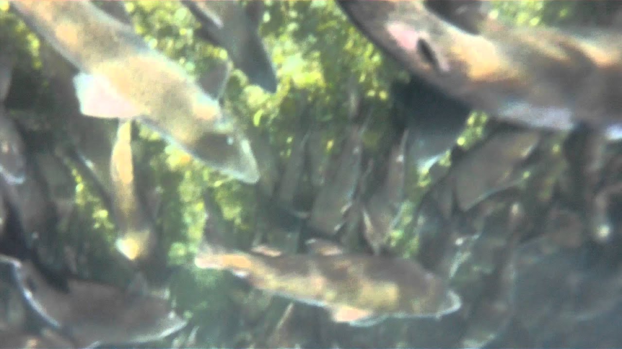 Tahsis BC Canada gopro underwater king salmon bridge toss! - YouTube