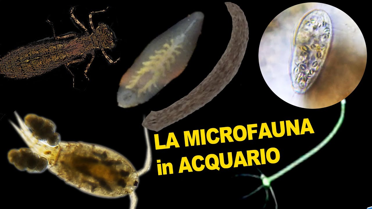 La MICROFAUNA in Acquario Dolce: Conosciamola Meglio - YouTube