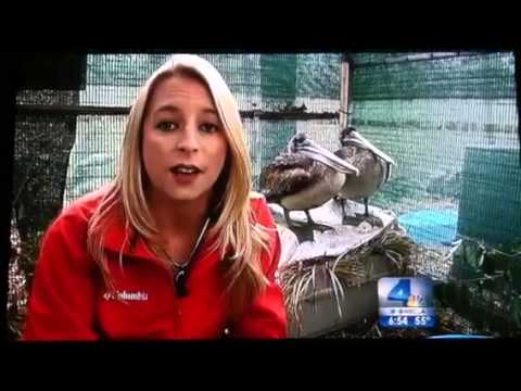 Beware of Pelican - YouTube