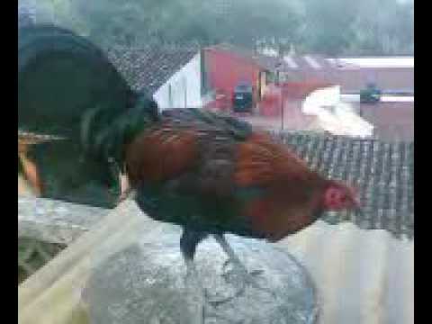semental Mel Sims(BROWN RED) gallos de pelea (roosters fights) (LOS ...