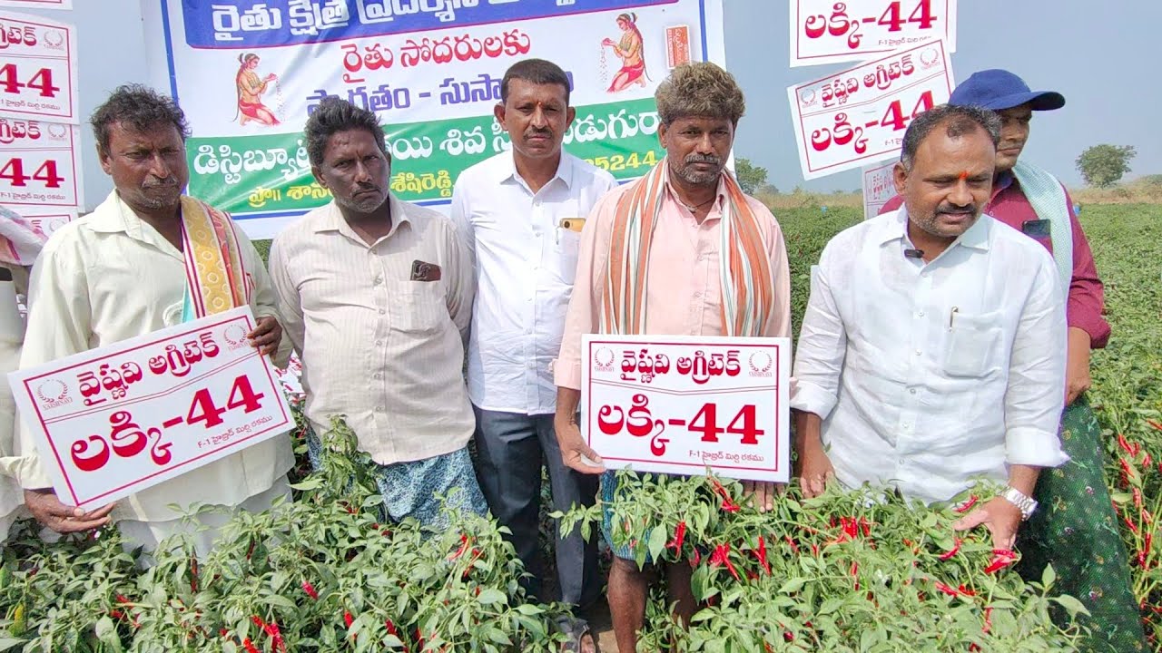 Vaishnavi Agri tech vari Lucky-44 Teja segment mirchi seeds:96662 25244 ...