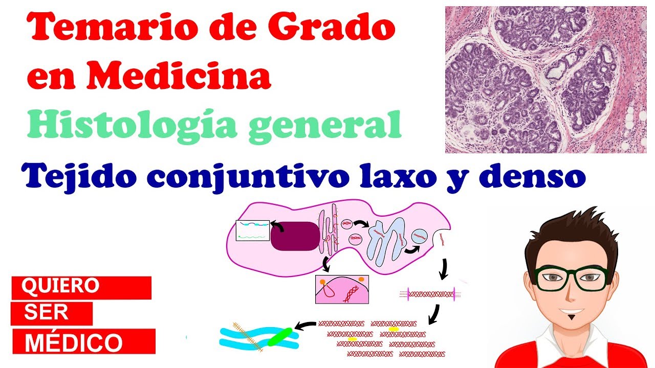 Tejido conjuntivo laxo y denso. Síntesis de colágeno | Histología - YouTube