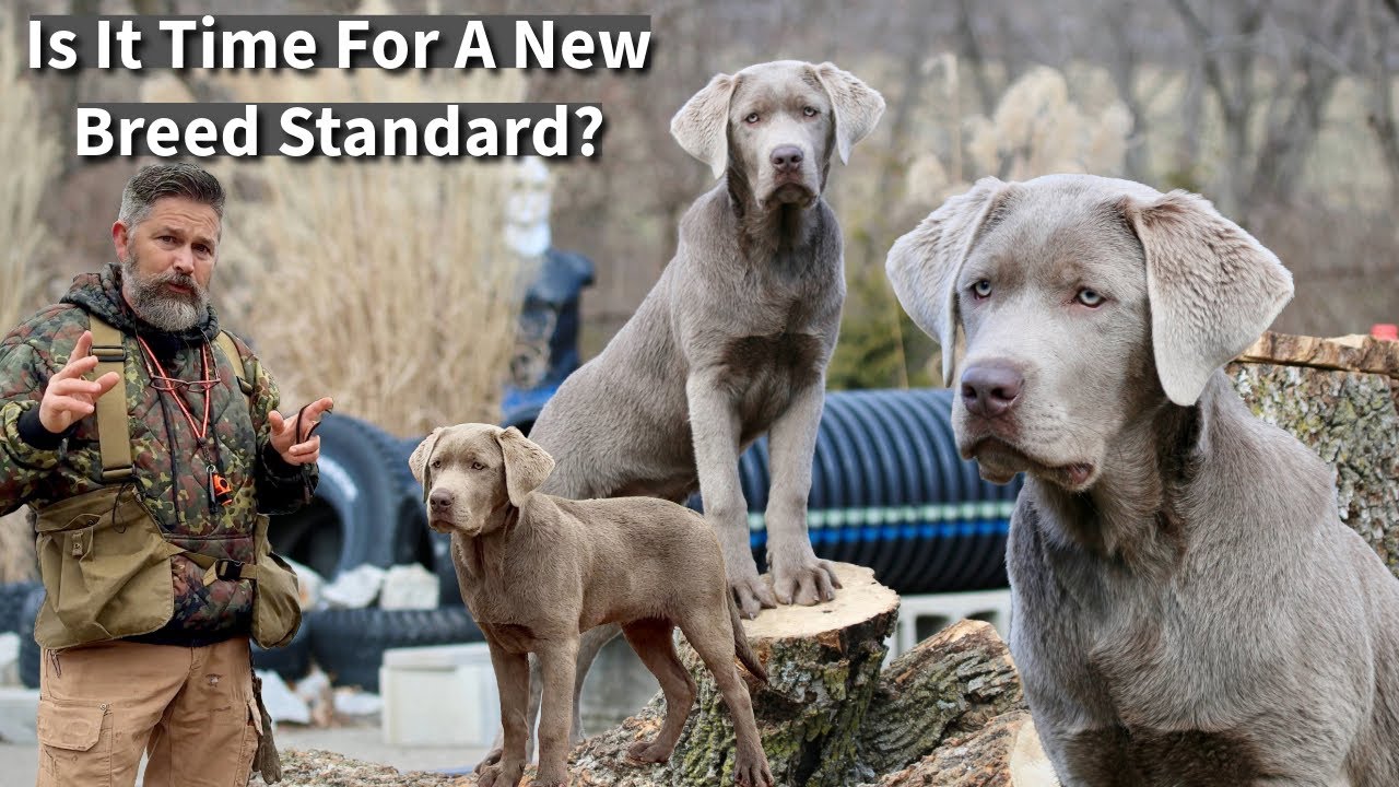 Labrador Retriever | Is It Time For A New Breed Standard? - YouTube
