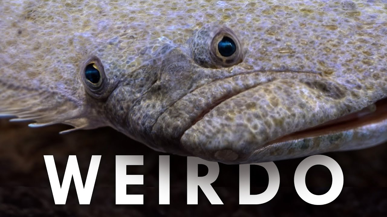 Evolution Is Just Plain Weird - YouTube