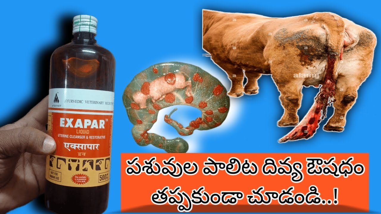 EXAPAR uses by veterinary telugu #treatment #veterinarymedicine # ...