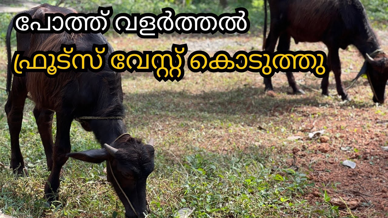 പോത്ത് വളർത്തൽ | ഇന്നത്തെ ഇവന്മ്മാരുടെ തീറ്റ ഫ്രൂട്സ് 😋| poth valarthal ...