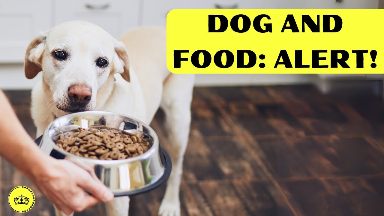 How to Identify If Dog Food Is Harming Your Dog: Signs and Symptoms ...