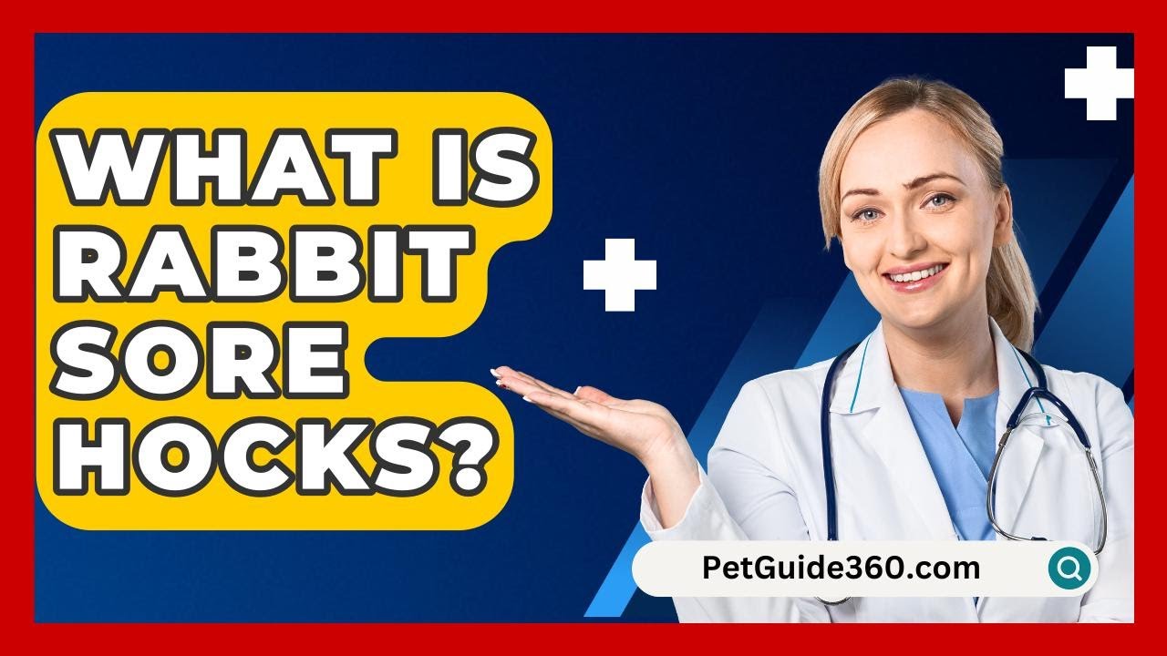 What Is Rabbit Sore Hocks? - PetGuide360.com - YouTube