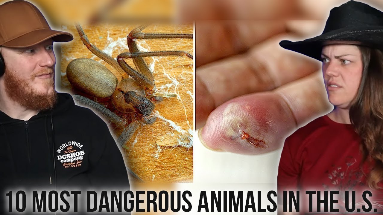 10 Most Dangerous Animals in the US | OB DAVE REACTS - YouTube