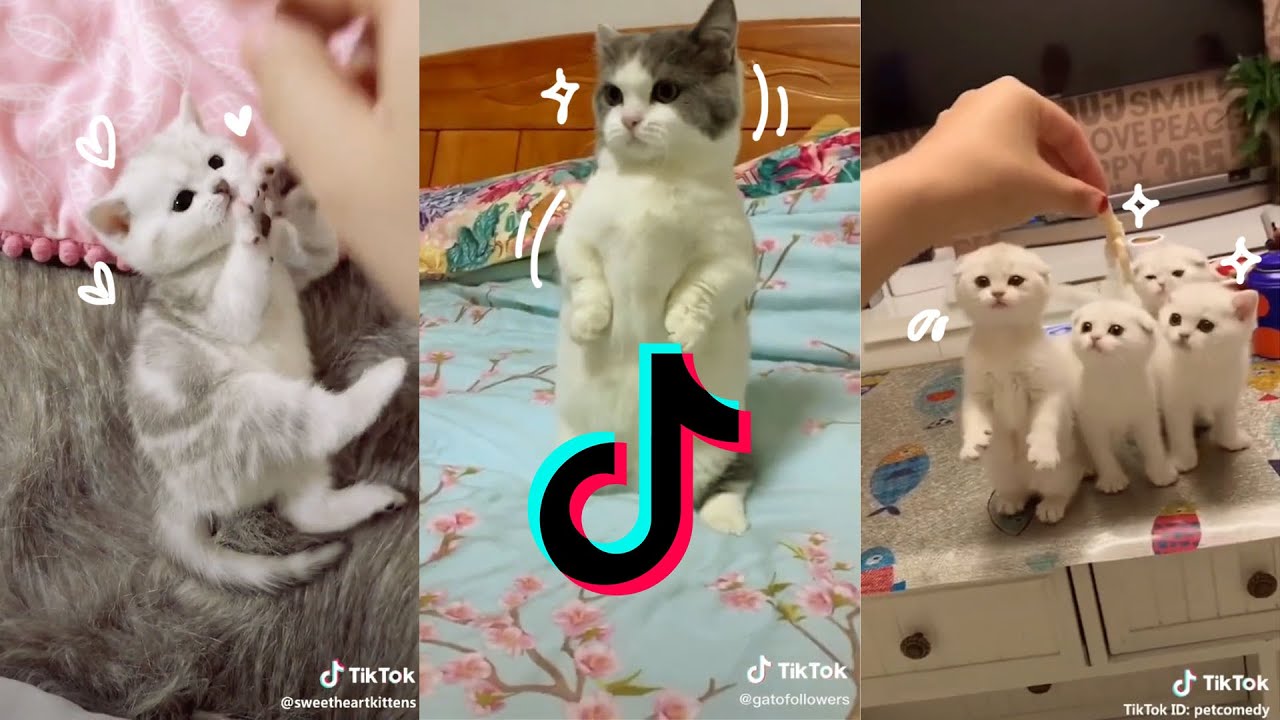 Tiktok Cat Compilation Kucing Lucu - Ada Video Cia waktu Bayi - Cia Cat ...