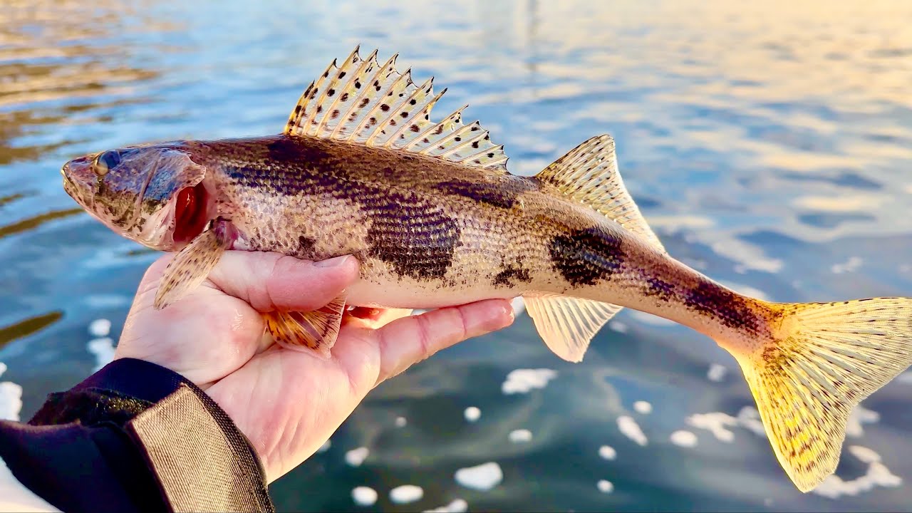 Catching Mississippi River Sauger! - YouTube