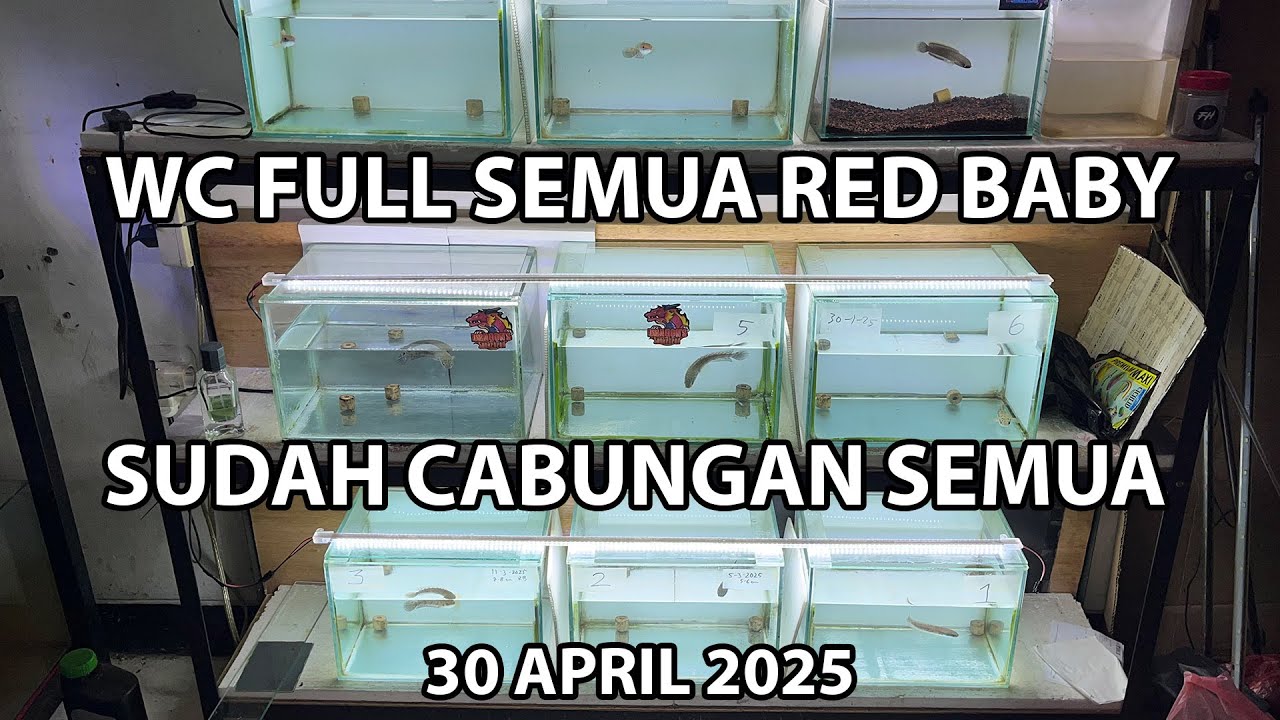 WC 100% BAHAN BABY RED MARU, SUDAH CABUNG SEMUA - YouTube