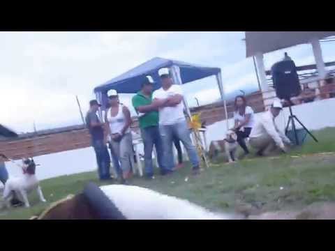 Morgan 1000 Kg 2 reto bull Socorro