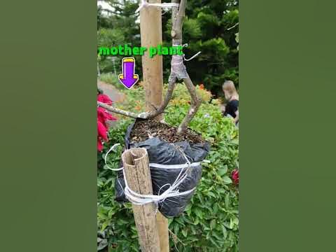 inarching technique. Plant propagation. - YouTube