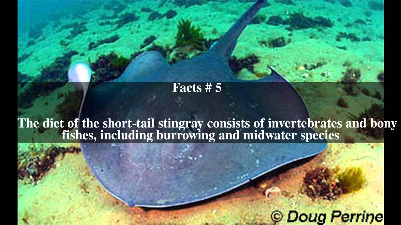 Short-tail stingray Top # 10 Facts - YouTube