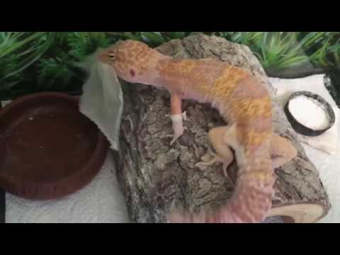 ER Bros Reptile Room Tour [2017] #1
