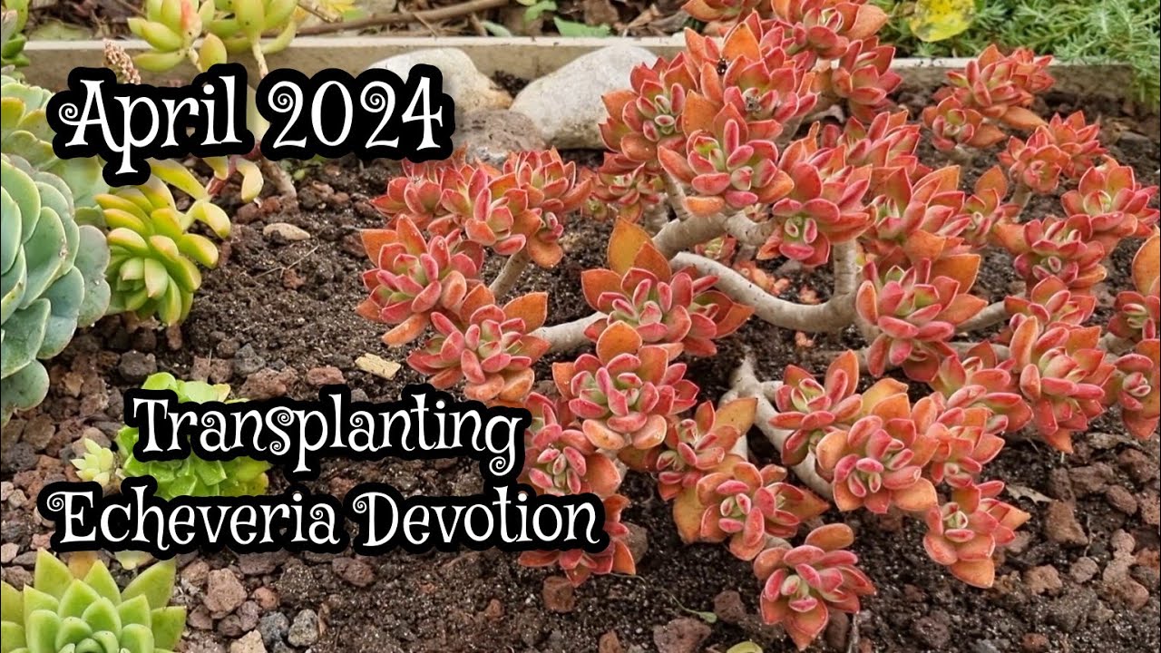Pull out , plant in Succulents Sunday ! - YouTube