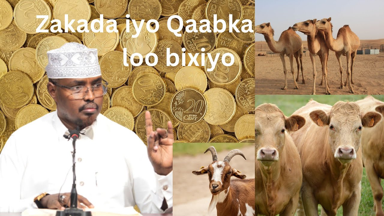 Zakada noocyadeeda iyo qaabka loobixinayo Sh Xassaan - YouTube