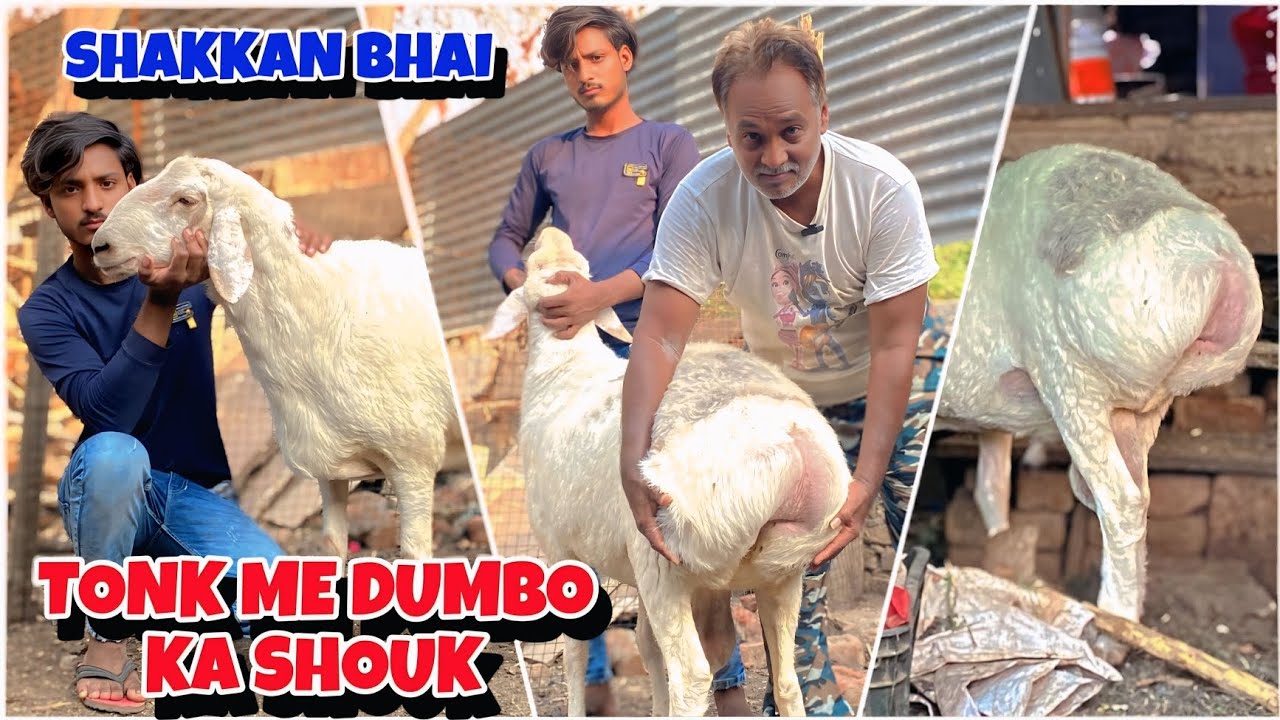 Tonk me turkey dumbo ka shouk AT shakkan bhai | #tonkbakramandi # ...