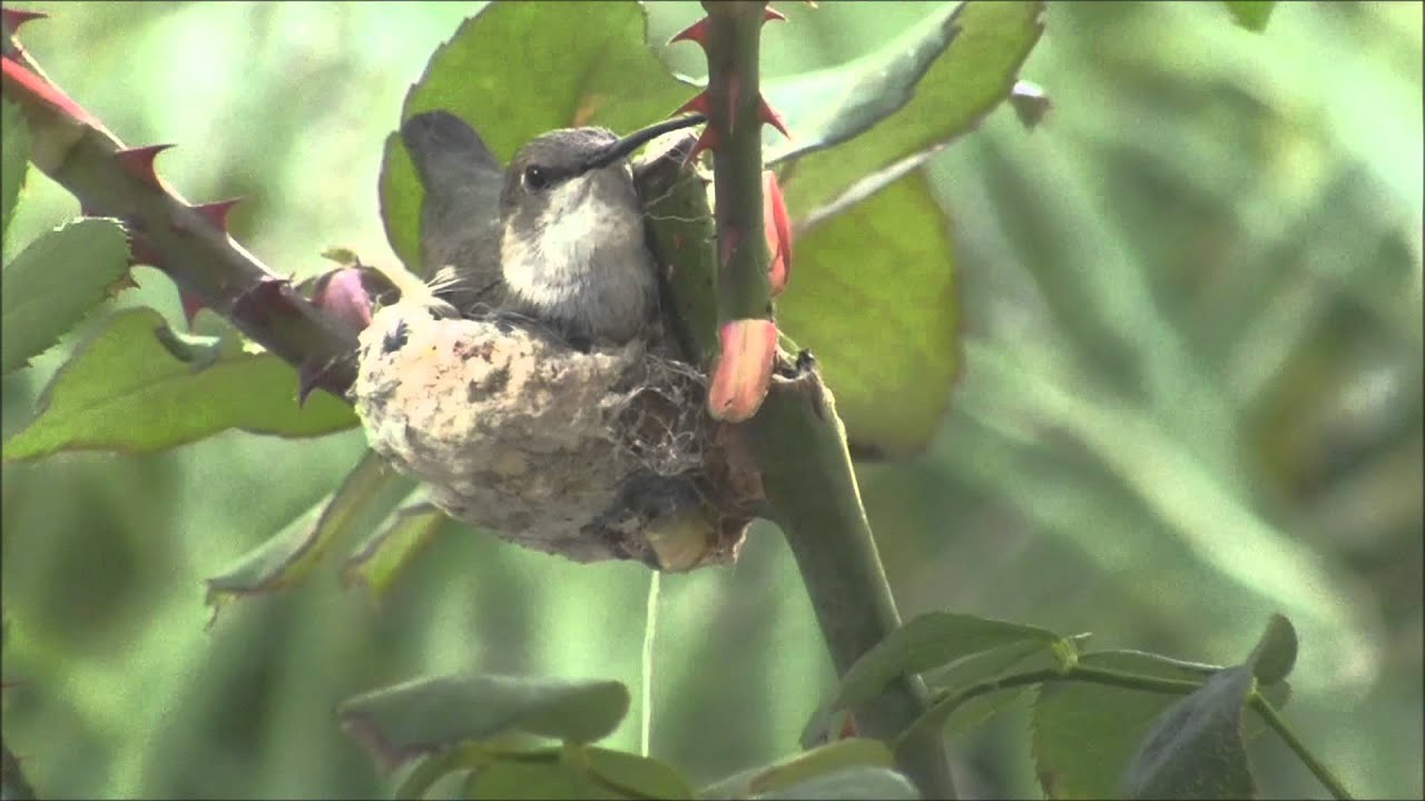 Hummingbird Nest at my window - YouTube