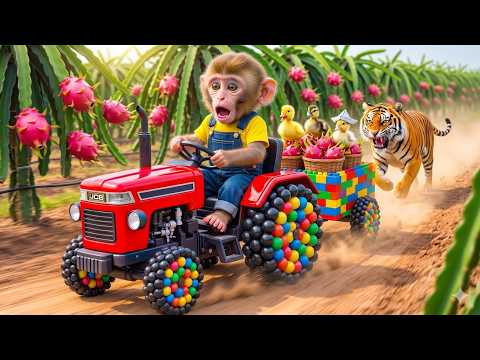 Monkey Titi Drives a Tractor to Harvest Dragon Fruit & Saves Ducklings from a Ferocious Tiger Attack