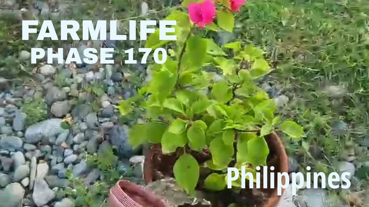 Farmlife Phase 170 || MBG INITIATION MALEN'S BOUNGAINVILLEA GARDEN ...