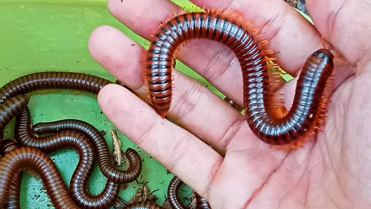 Hunting Cute Animals, Millipede, Big Millipede, Black Millipede ...