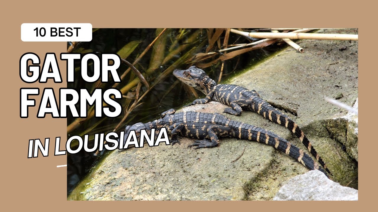 10 Best Gator Farms in Louisiana 2024 - YouTube