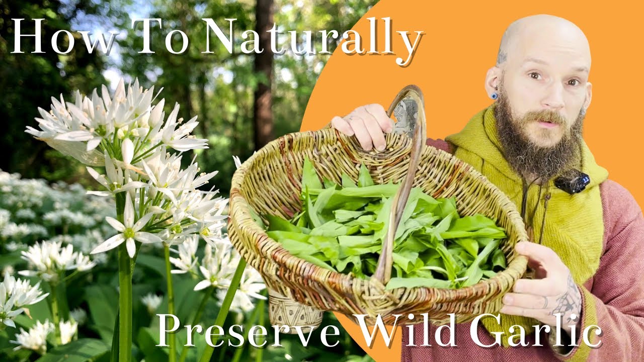 How to Naturally Preserve Wild Garlic (Allium ursinum) - YouTube