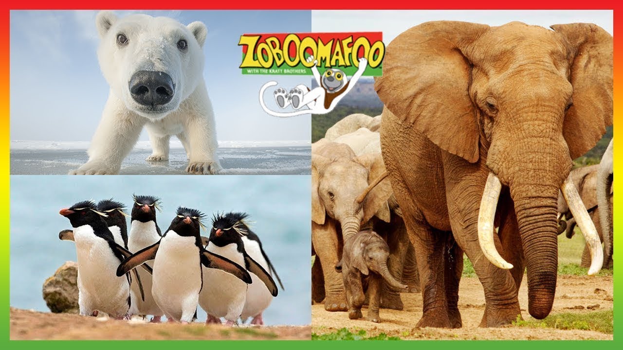 🐵 Zoboomafoo | Season 1 Episode 6-10 Full Episode Compilation | Animal ...