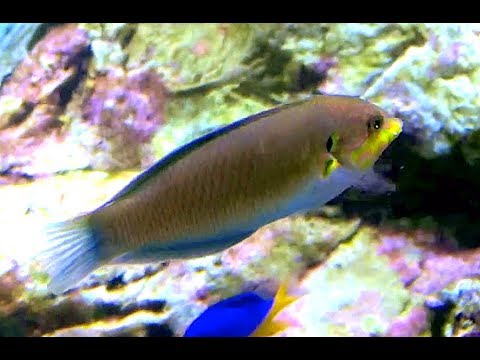 ウスバノドグロベラ Usubanodogurobera Macropharyngodon moyeri - YouTube
