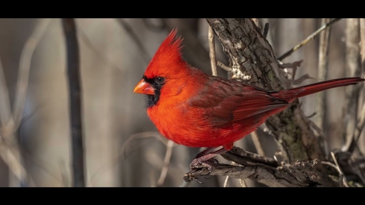 The Cardinal Bird Song - YouTube