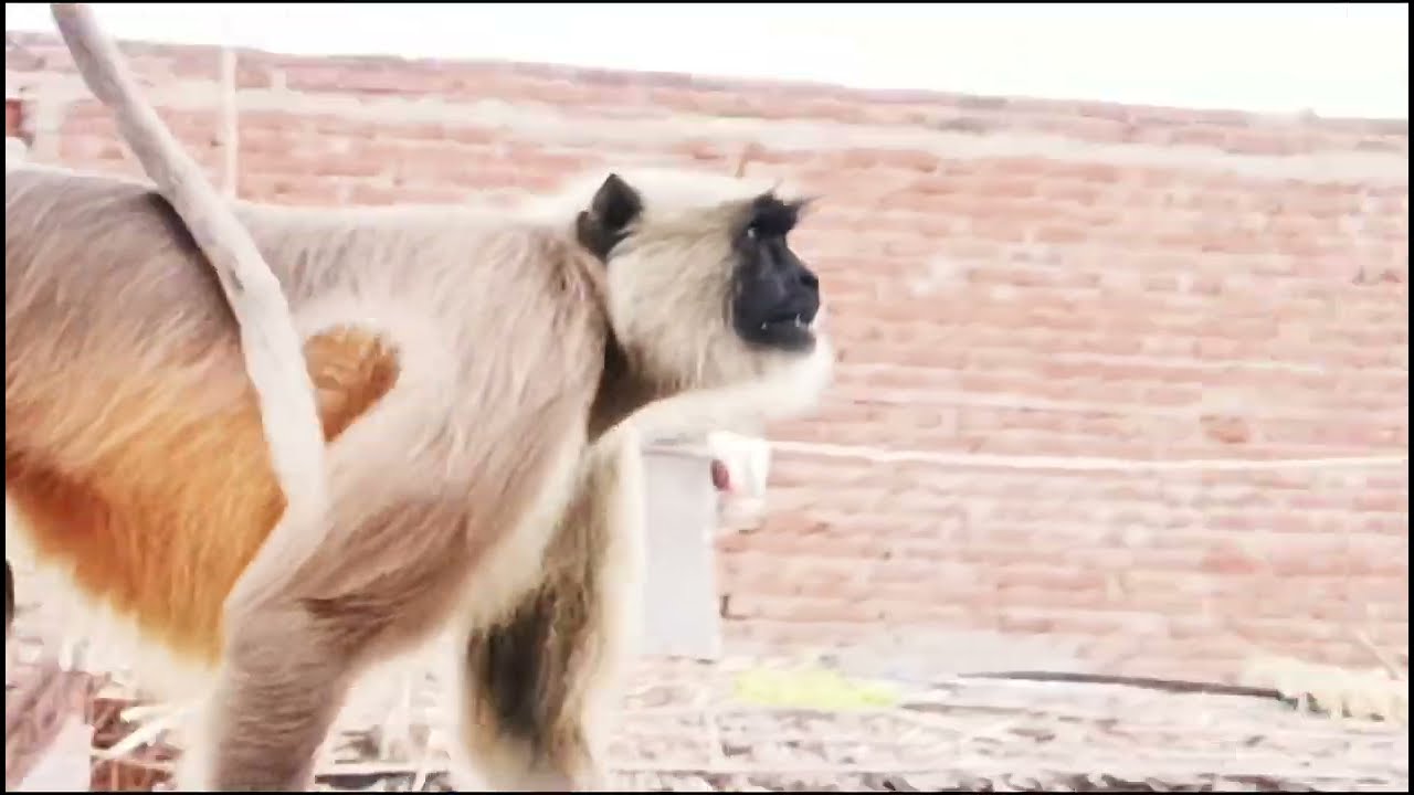 Kudo animal kiki, baby monkey kiki, monkey funny video, baby monkey ...