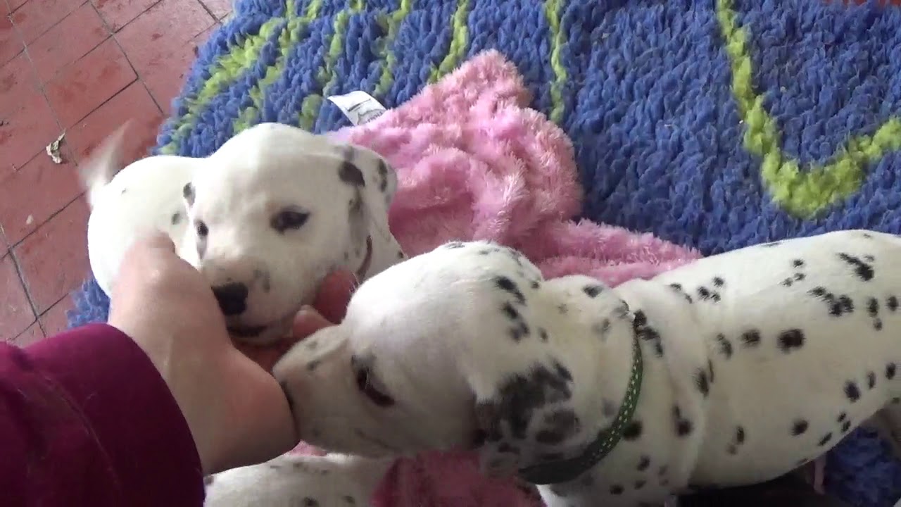 Cute Dalmatian puppies - YouTube