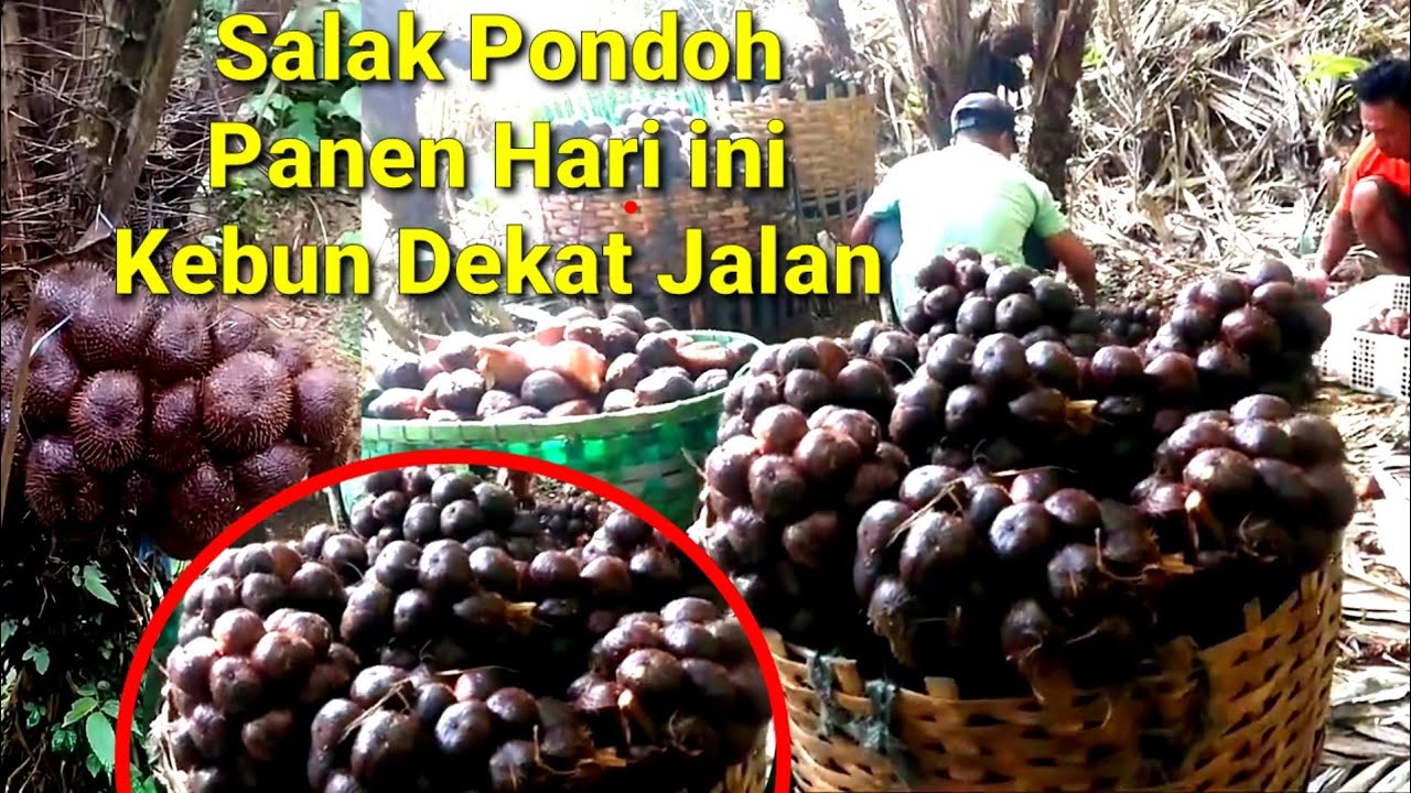 Salak Pondoh Panen Hari ini Spek Lintas Pulau - YouTube