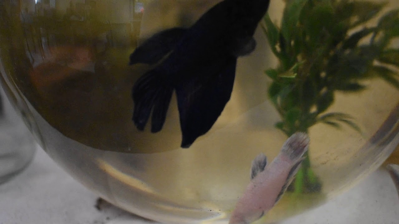 Fighter Fish breeding-Siamese fighting fish - YouTube